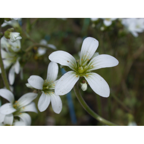 Molecular and quantitative genetic variation within and between ...